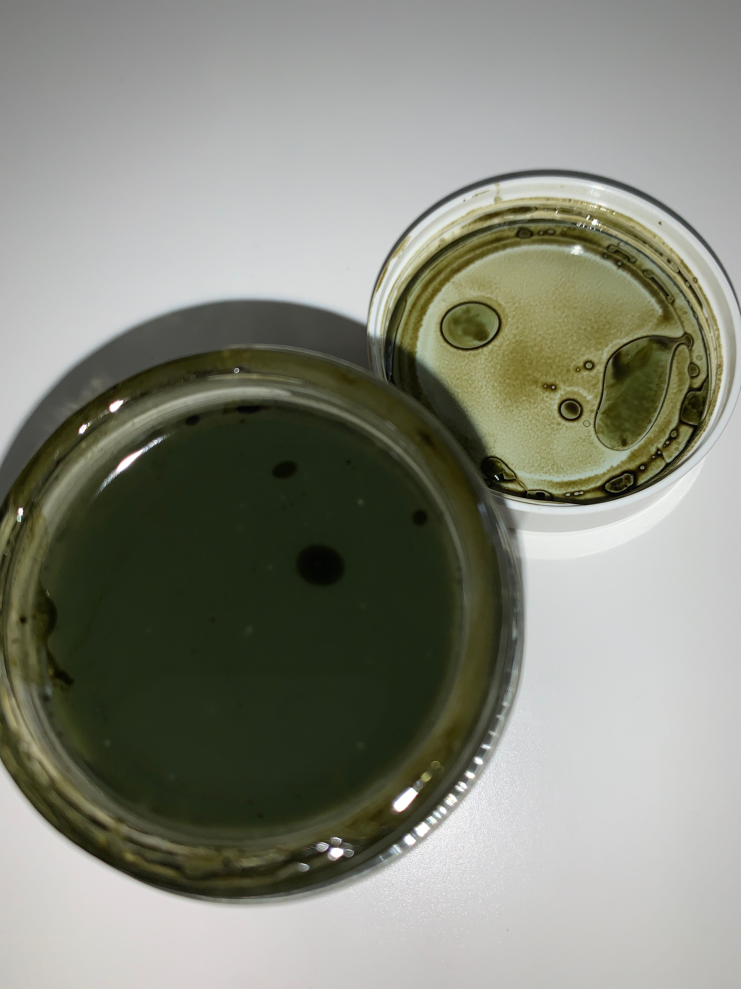 Herbivore Blue Tansy Mask mold? - Beauty Insider Community