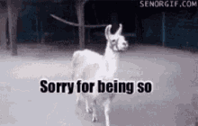 Happy Llama Day 2020, BIC! Show us Your ... - Beauty Insider Community
