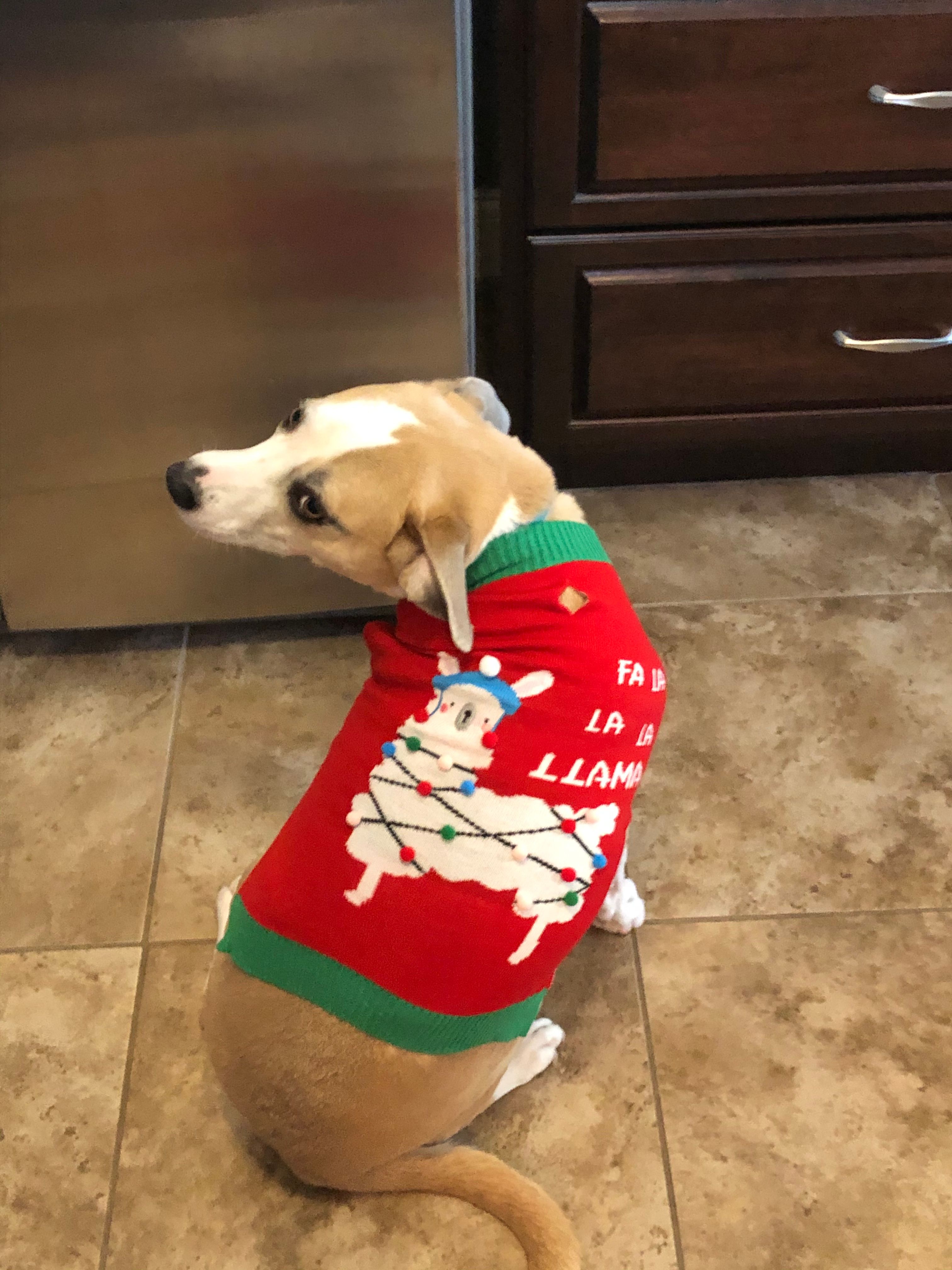 Happy Llama Day 2020, BIC! Show us Your ... - Beauty Insider Community