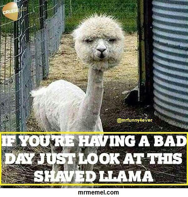 Happy Llama Day 2020, BIC! Show us Your ... - Beauty Insider Community