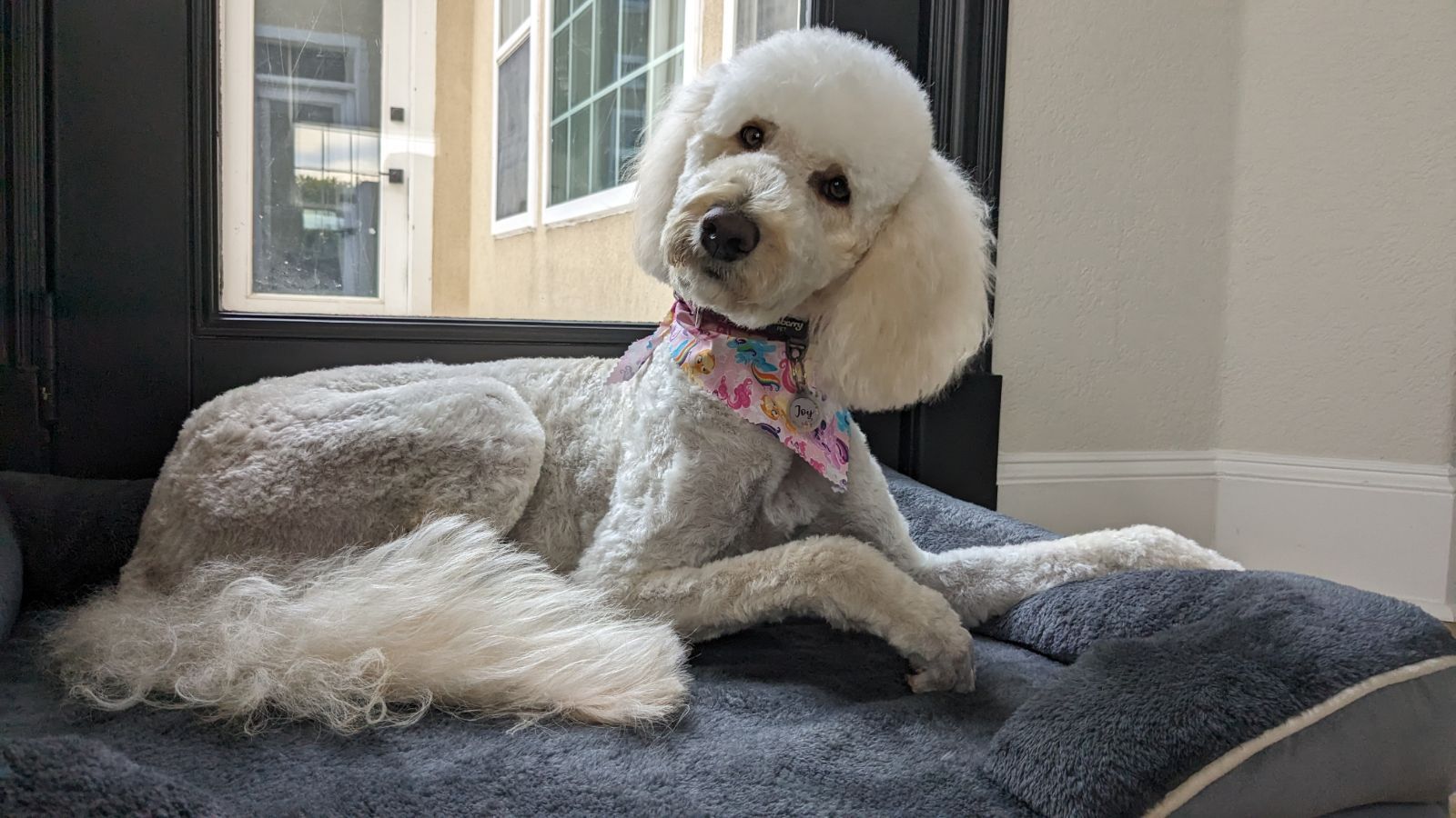 Diva Dogs - Beauty Insider Community