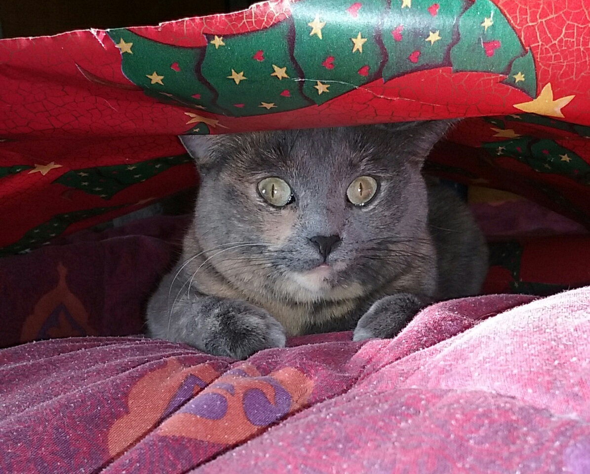 Pet Paradise - Page 11 - Beauty Insider Community